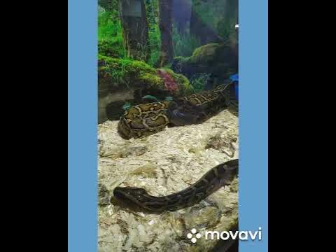 Najveca vrsta PITONA! Great clip Python bivittatis! Dangerous snake ...