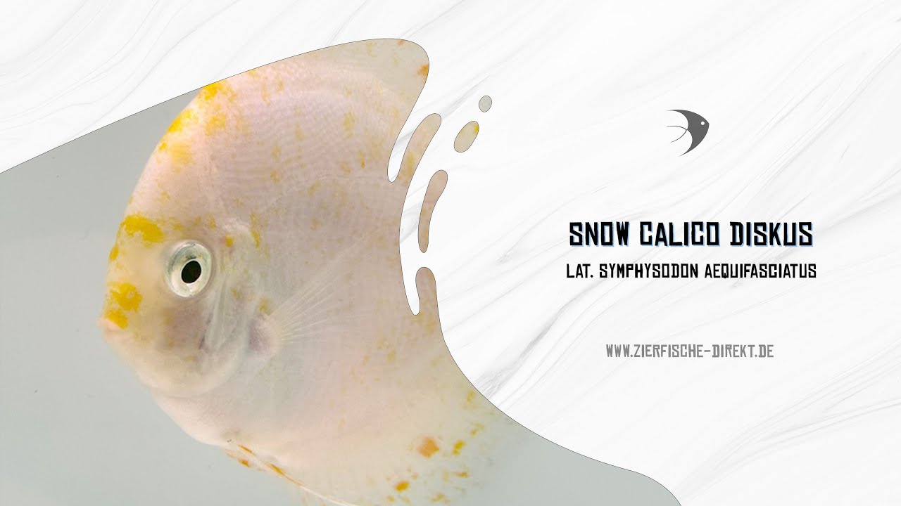 Snow Calico Diskusfische - YouTube
