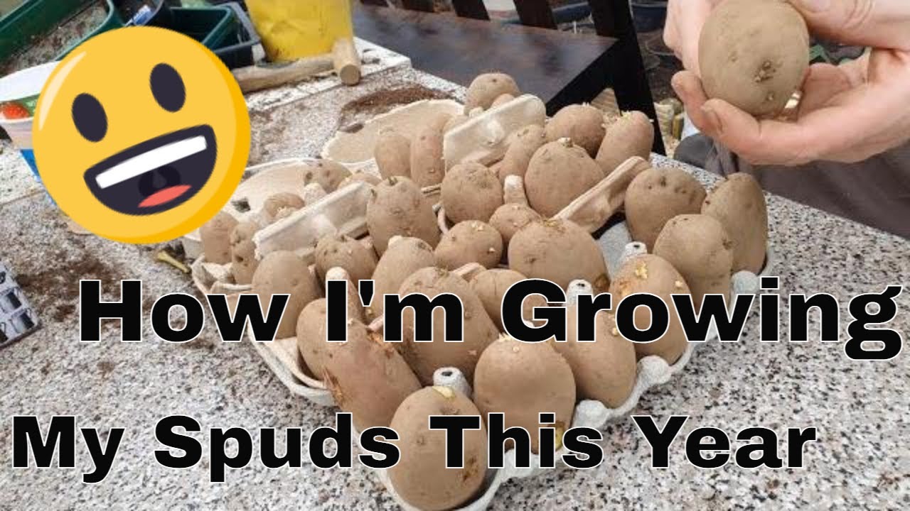 Watch Me Grow My Own Delicious Spuds: A Step-by-step Guide! container ...