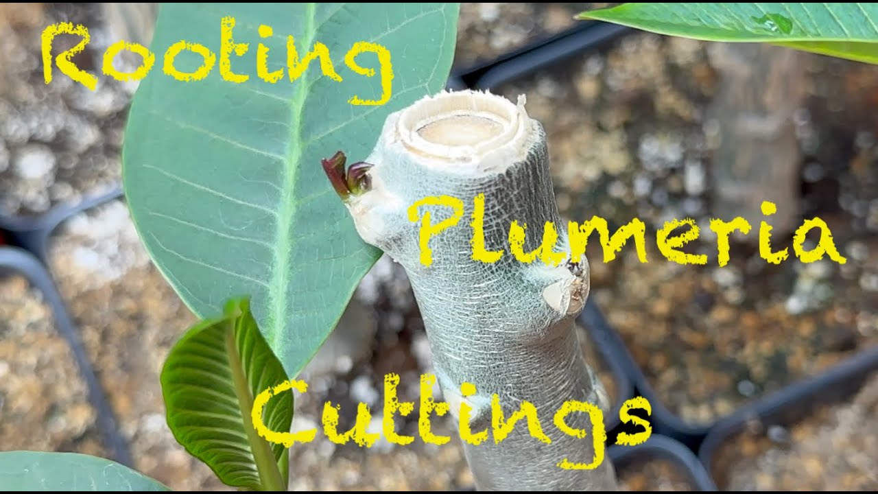 PLUMERIA PROPAGATION: The Secrets of Successful Rooting - YouTube