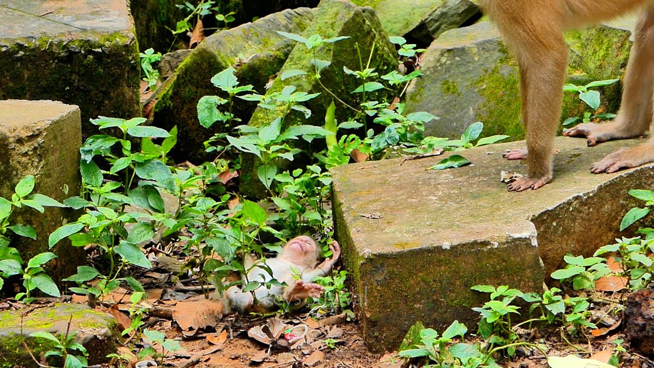 Great Job!.. Luna Loves newborn Lucie So Much l Good Luna l so Love ...