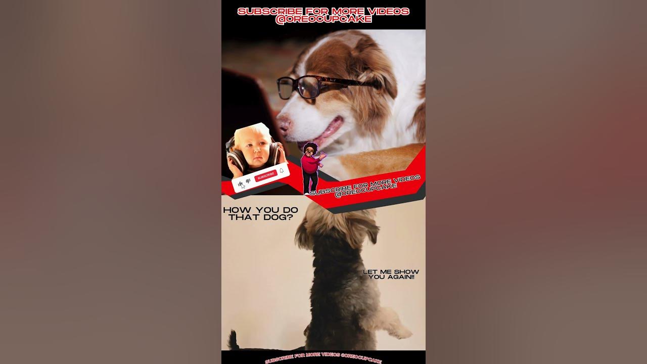 Dog Laughs & Love V7 Follow @OreoCupcake #dog #doglover #pets #animals #furbaby #puppy #cutedog ...