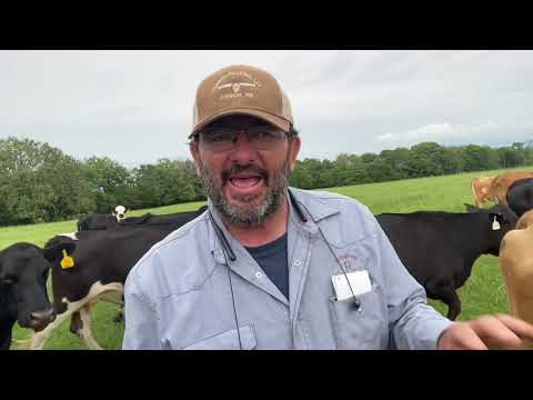 Tip of the day. Bumping a calf
