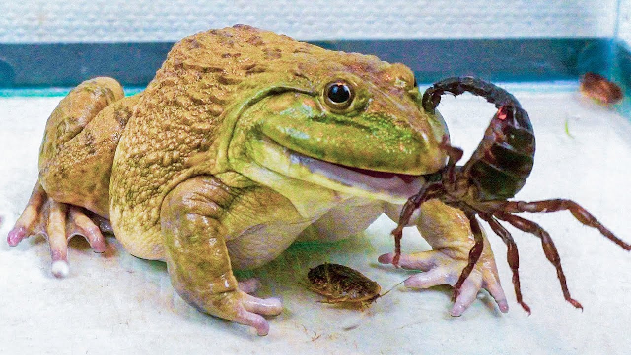 Wow!!! Hungry Asian Bullfrog Eats Big Scorpion! Warning Live Feeding ...