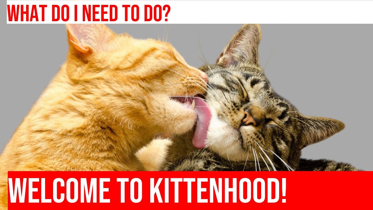 Welcome Home! Preparing for the Arrival of a New Kitten - YouTube