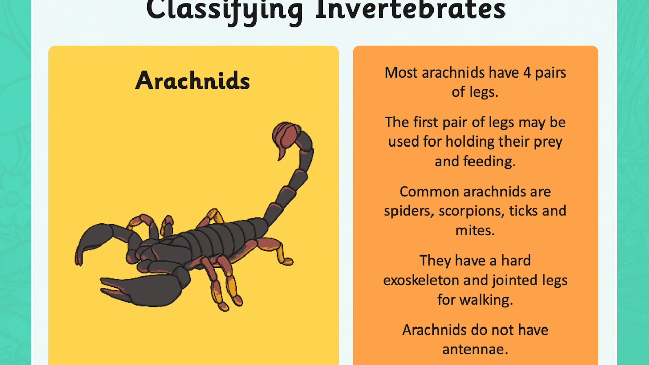 Lesson Presentation Invertebrate Hunt - YouTube