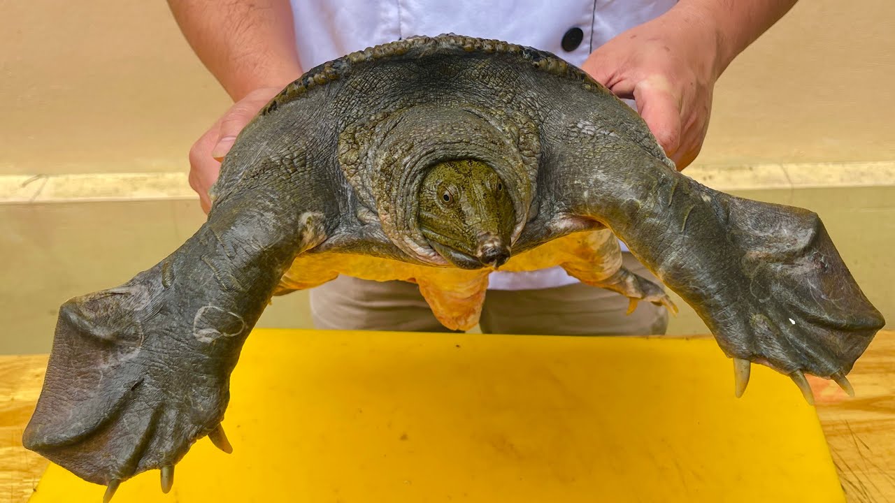 Turtle meat cooked in 2 best dishes in the world // Vn Chef - YouTube
