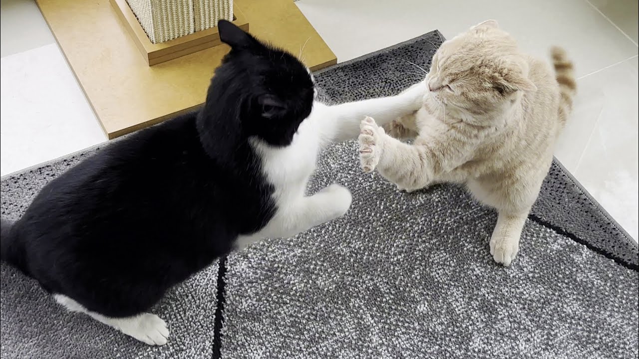 Kitten Vs Older Cat || When Kitten Energy and Age Clash - YouTube