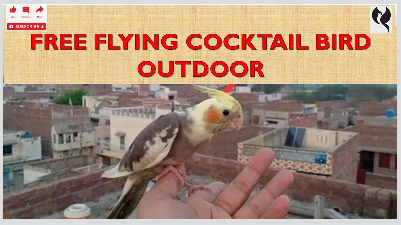 OUTDOOR FREE FLIGHT BIRD | COCKTAIL FREE FLIGHT TRAINING | காக்டைல் ...