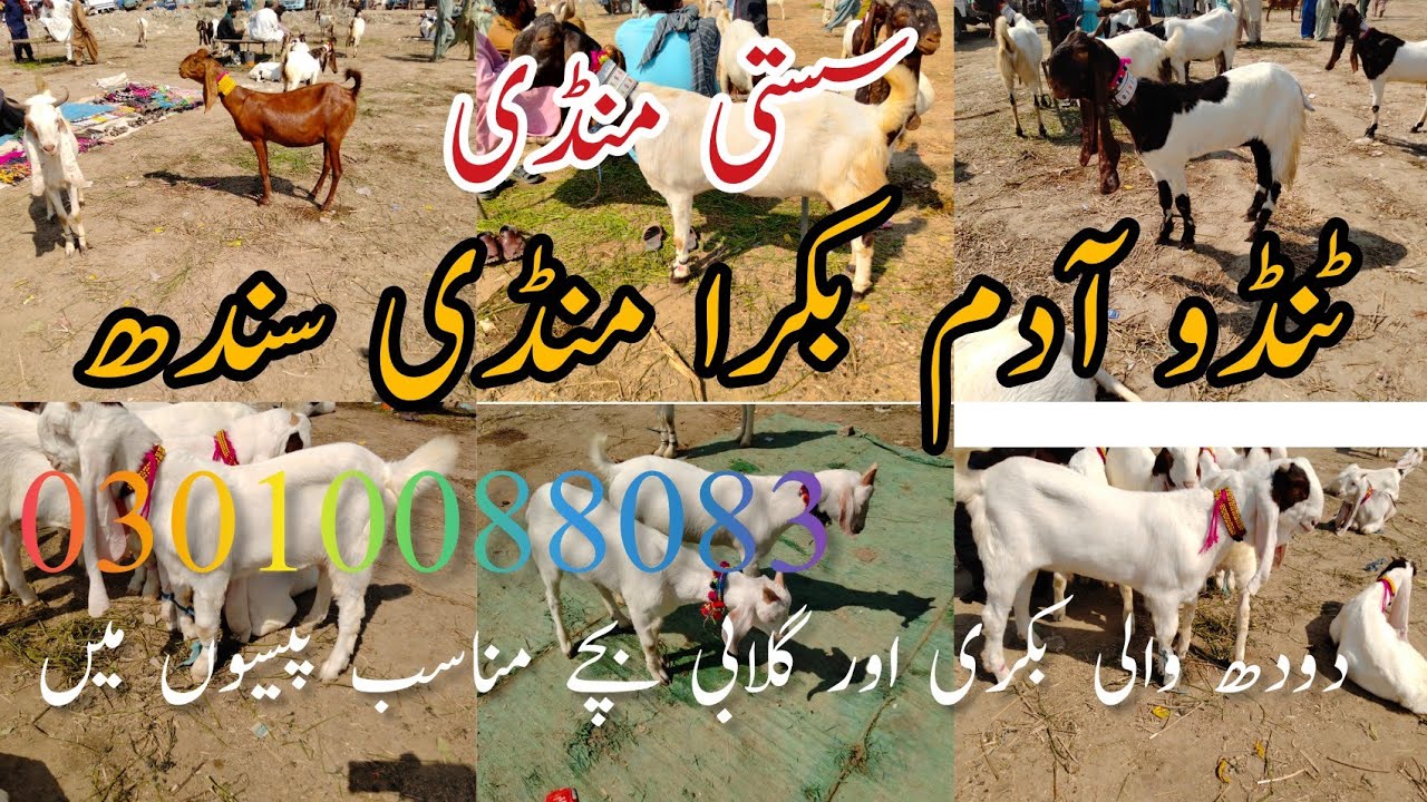Tandwa Dum Bakra Mandi Sindh - YouTube