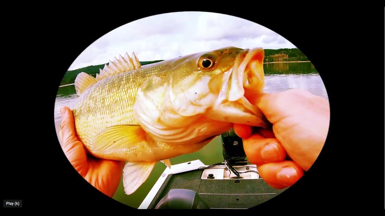 Prespawn Fishing Cottage Grove Lake 3-24-19 - YouTube