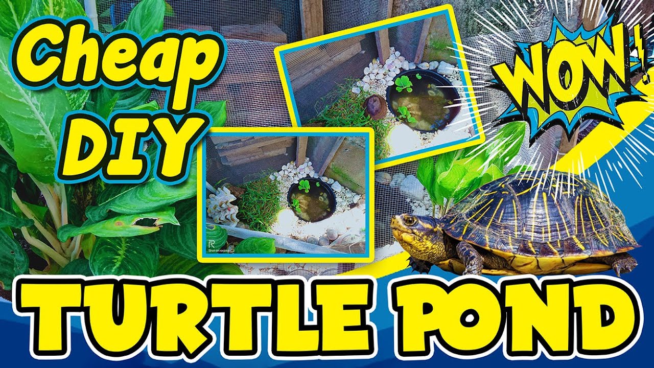Cheap DIY Mini Turtle Pond - YouTube
