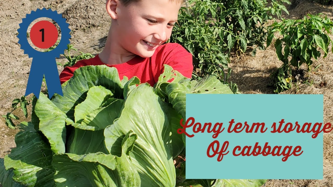 Harvesting and Freezing cabbage for long term Storage - YouTube