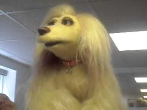 Mongrels Set Tour - Destiny Puppet - YouTube