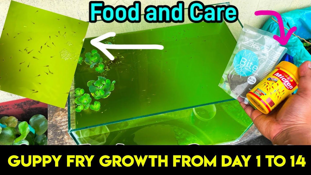 Guppy Fry Journey From Day 1 to 14 : Part 2 🤗 ️🔥| Complete Guppy Fry ...