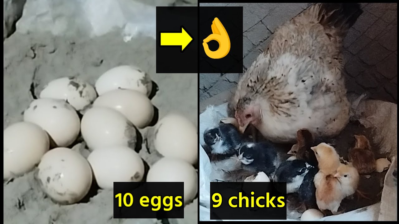 Hatching chickens naturally using One mother hen with ten eggs ...