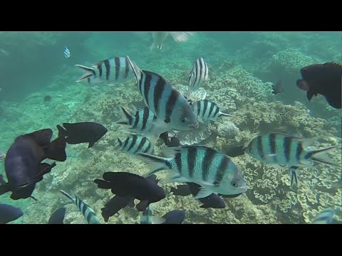 沖縄 砂辺 ダイビング！ Okinawa Sunabe Coral Reef Diving - YouTube