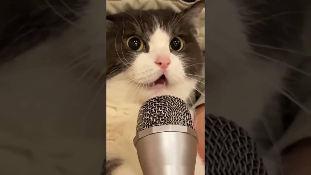 Cats meet with microphone 😊 - YouTube