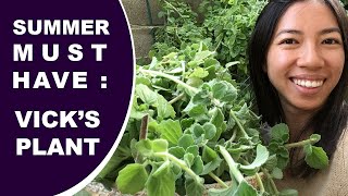 Bye Bye Mosquito -- A Must Grow Summer Plant!