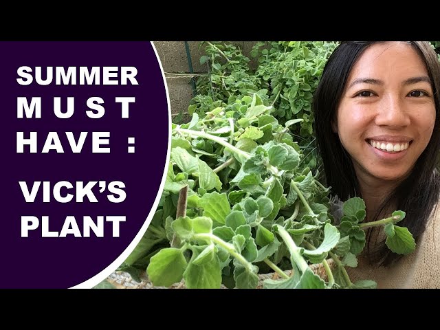 Vicks Plant Tea Benefits