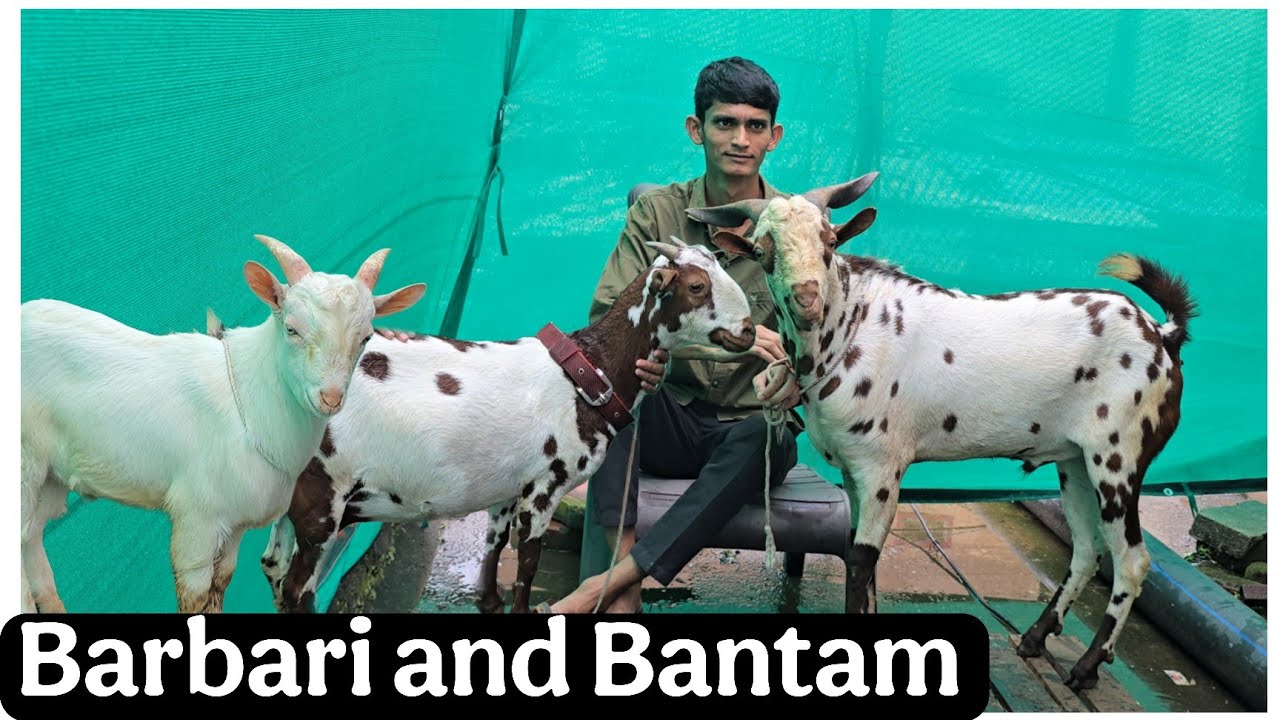 Quality Barbari and Bantam goats Lucky Goat farm Aurangabad Maharashtra ...