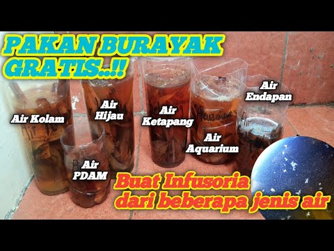 Gratis pakan burayak || infusoria dengan beberapa jenis air yang ...