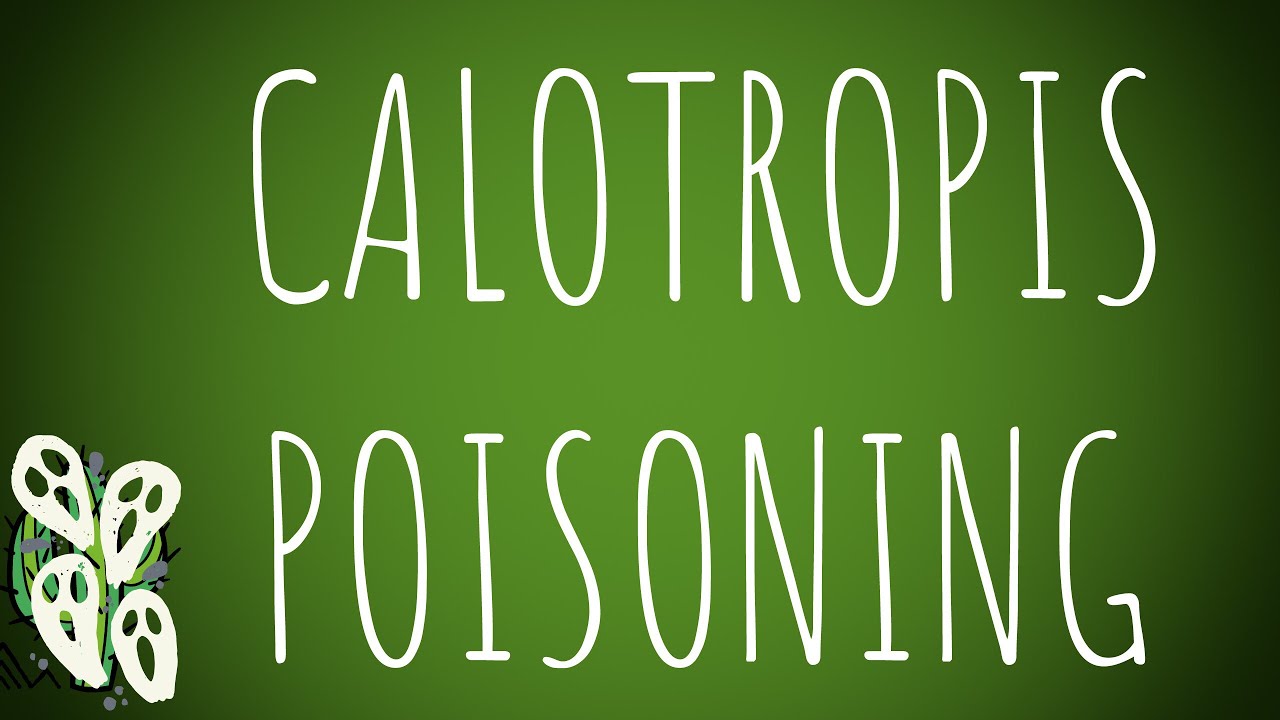 Toxicology- Calotropis Poisoning MADE EASY! - YouTube