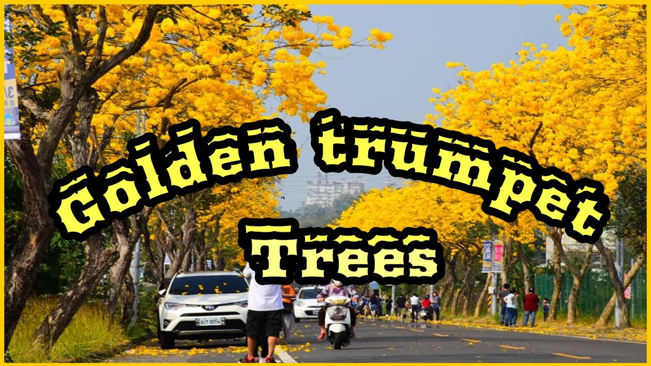 Golden trumpet trees - YouTube