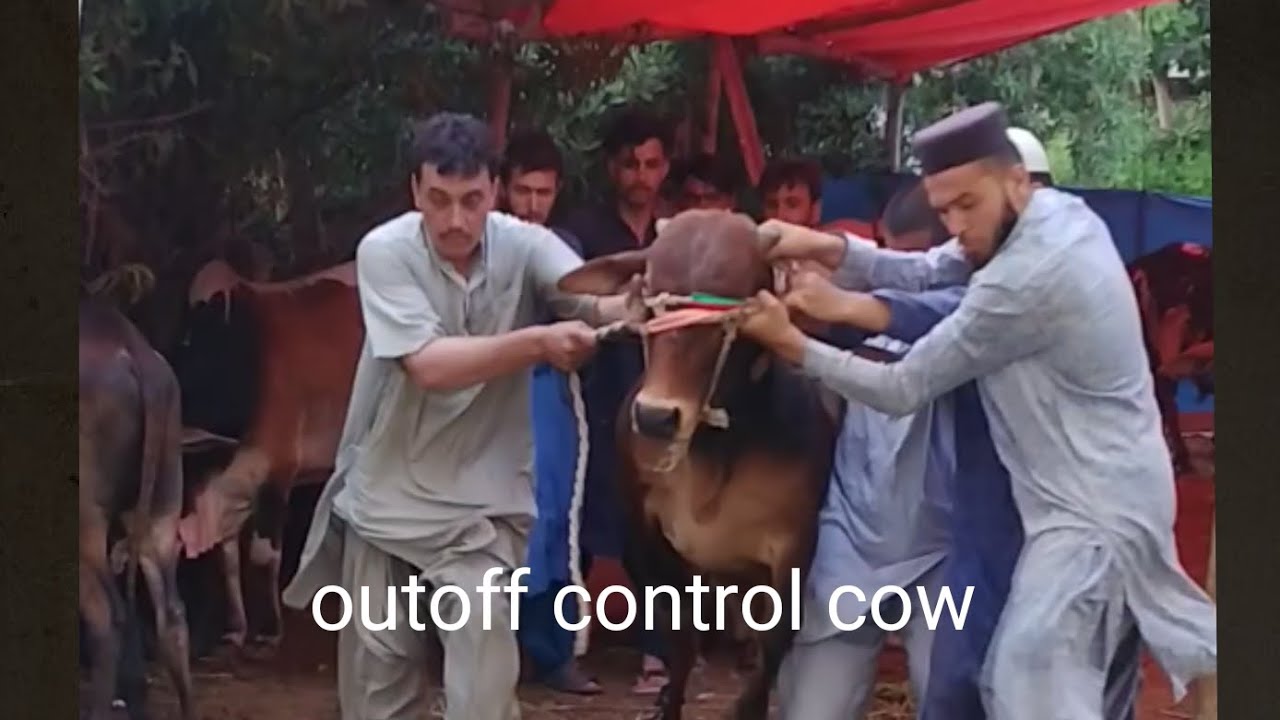 outoff control cow bht dhoom machaya gaein na😂 - YouTube