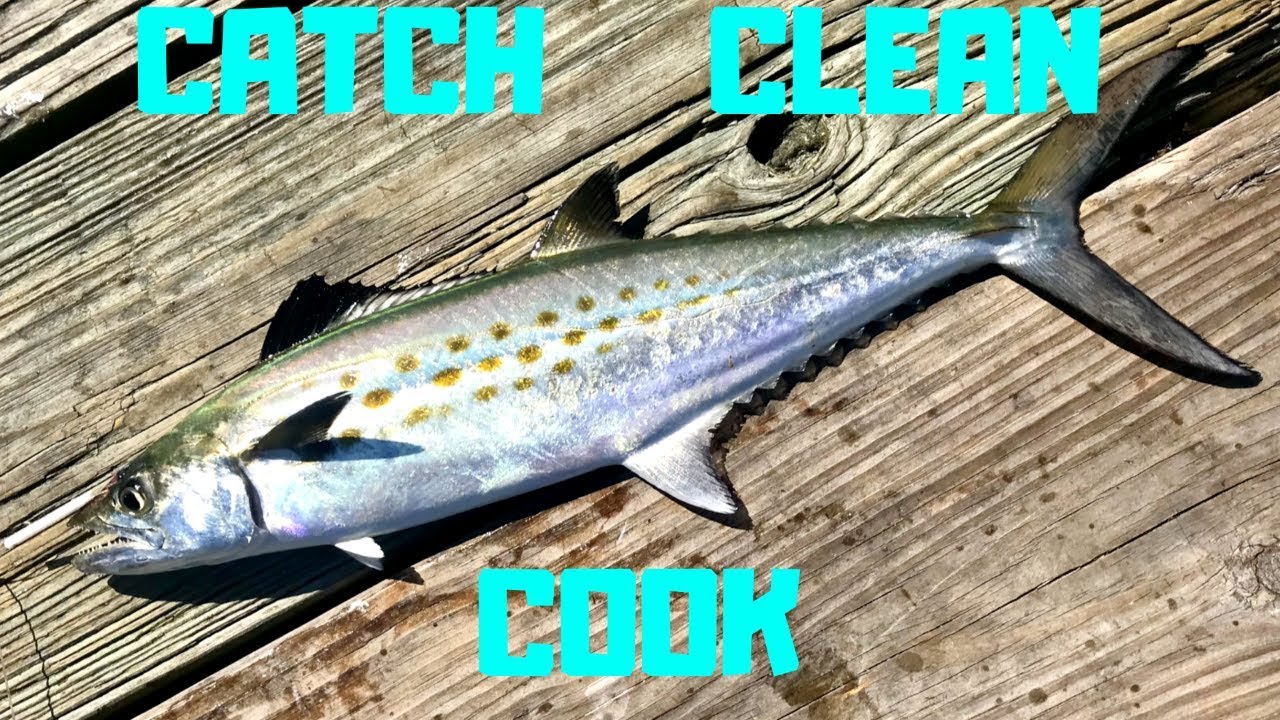Catch Clean Cook Spanish Mackerel; Pier Fishing - YouTube