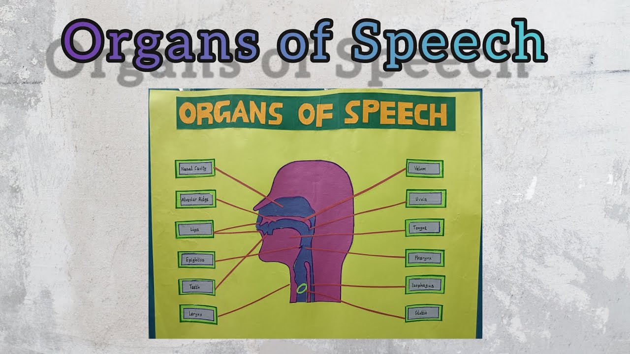 The Organs of Speech - YouTube