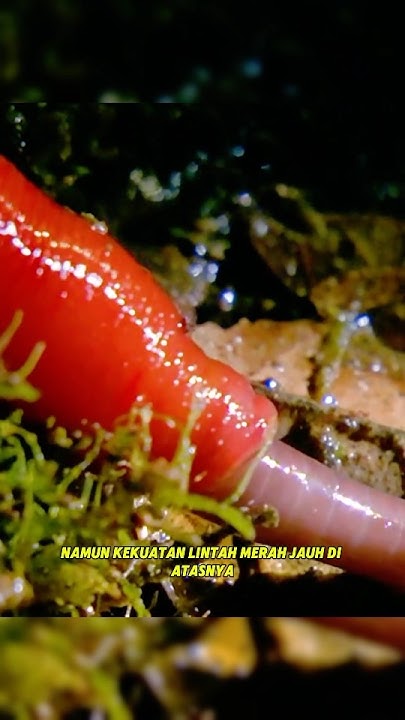 Lintah Merah Raksasa Kalimantan #shorts #shortvideo - YouTube