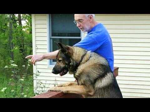 When Your German Shepherd Turns Into a Comedian 😁 Funniest Dogs Video