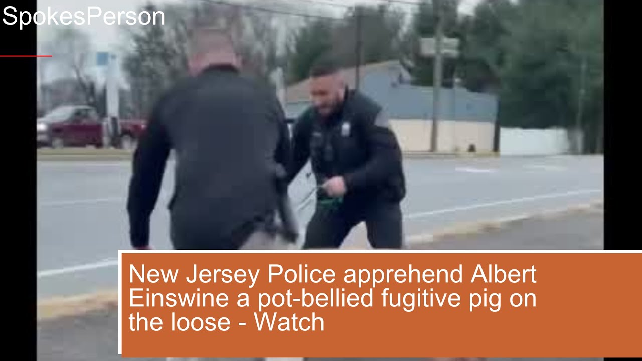 New Jersey Police apprehend Albert Einswine, a pot bellied fugitive pig ...
