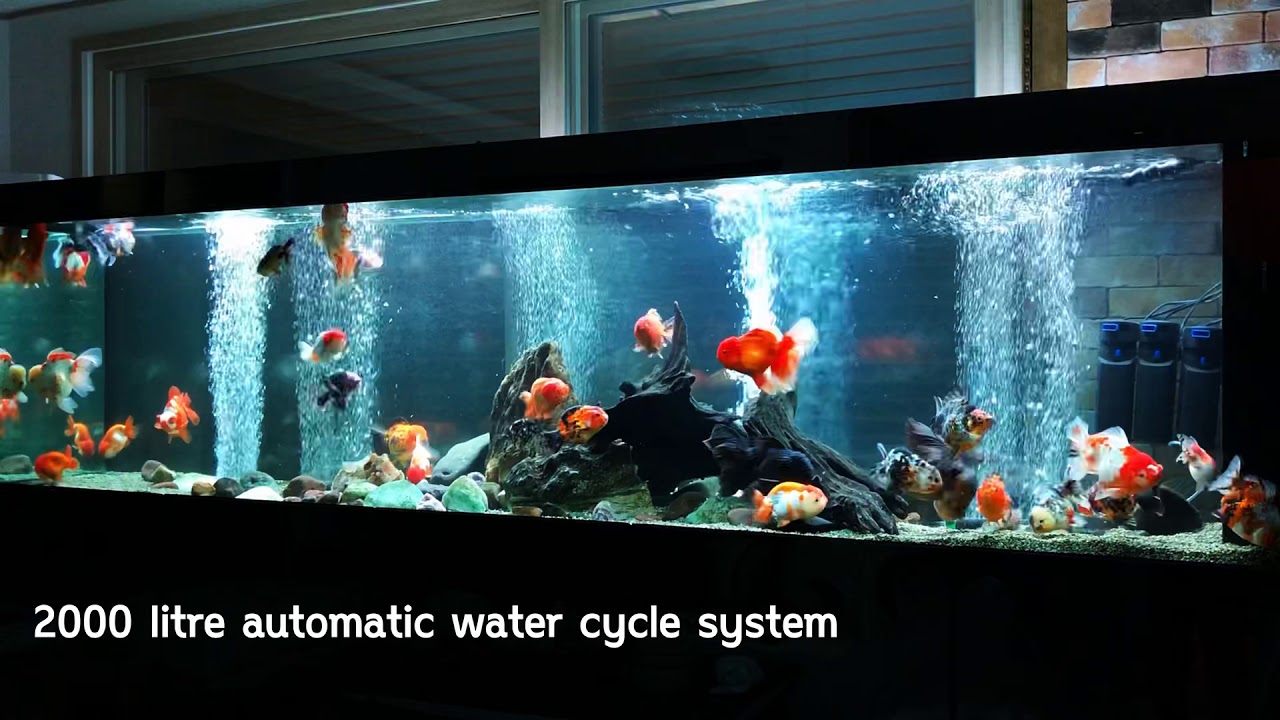 Goldfish hotel 🏨 - YouTube