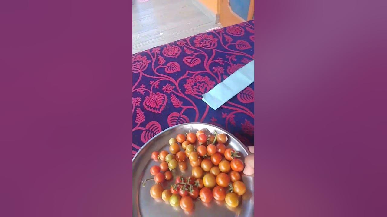 Taaze taaze tamator from garden - YouTube