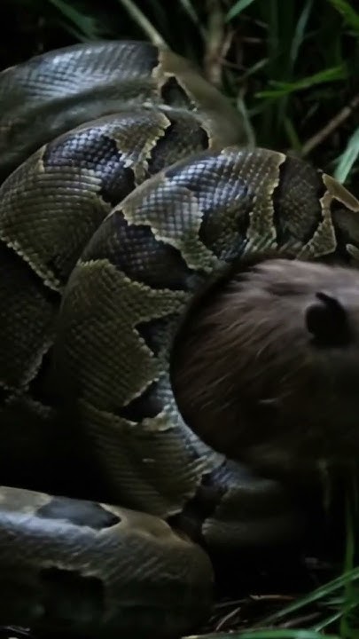 Python vs Capybara – Silent Strike in the Swamp (4K) #shorts - YouTube
