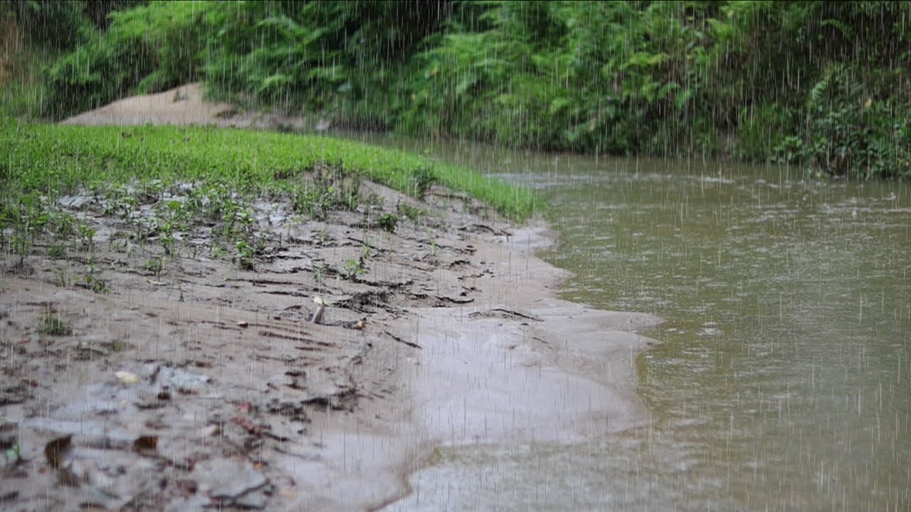 Peaceful Rain On Forest Stream | 10 Hours Water Stream Sounds ...