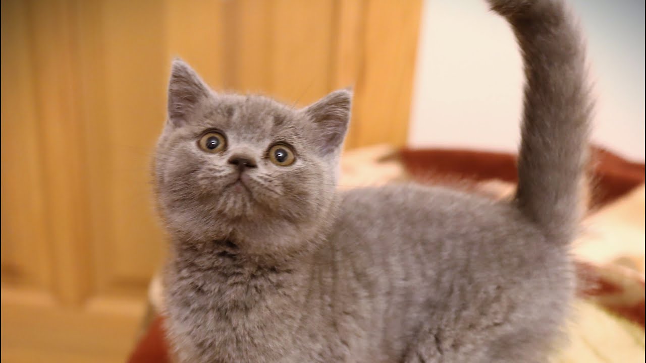 Blue kittens having fun - Starfall.LT - YouTube