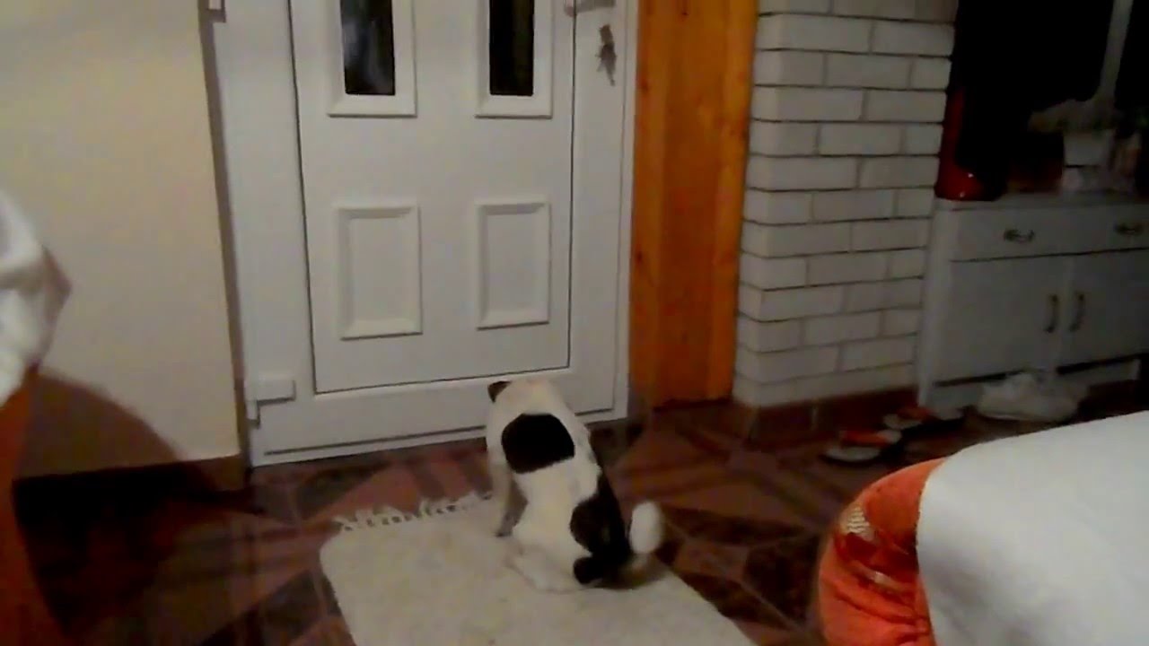 Dog is waiting for owner to arrive home (so cute) - Honey - YouTube