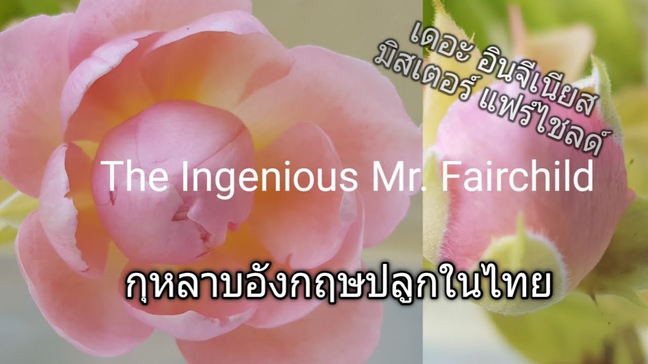 กุหลาบอังกฤษปลูกในไทย The Ingenious Mr. Fairchild Rose | เดอะ อิน ...
