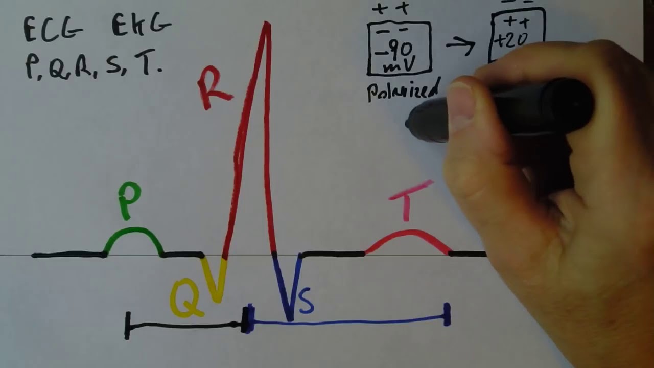 Learning ECG - YouTube