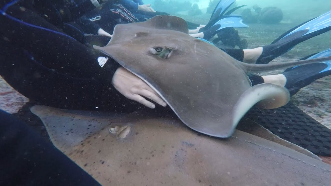 Swimming with stingrays on Daydream Island! (Living Reef Snorkel Experience) - YouTube