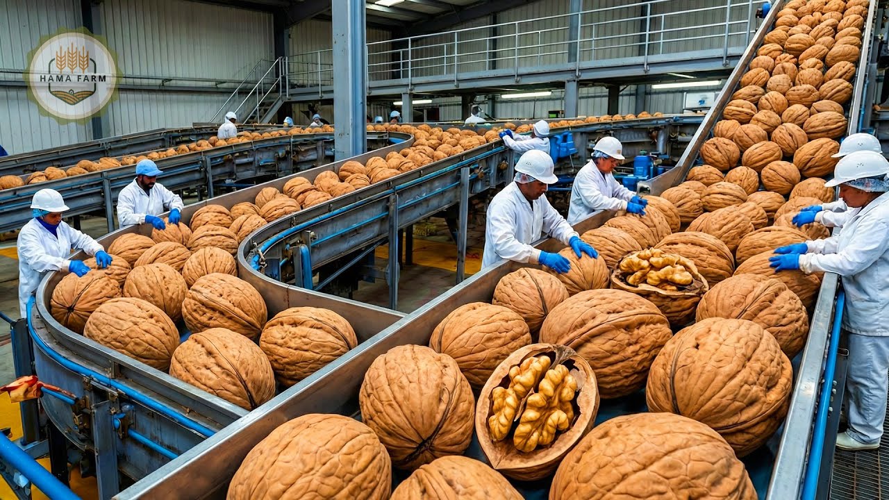 How Millions of Walnuts Are Harvested and Processed This Way - Walnut ...