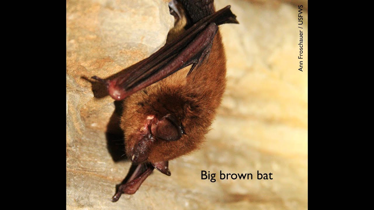 Big Brown Bat - YouTube