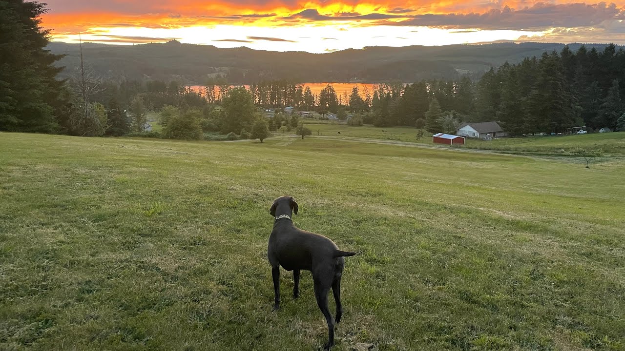 2023 Oregon in ground Fig Trees - The attack of the Moles and Voles ...
