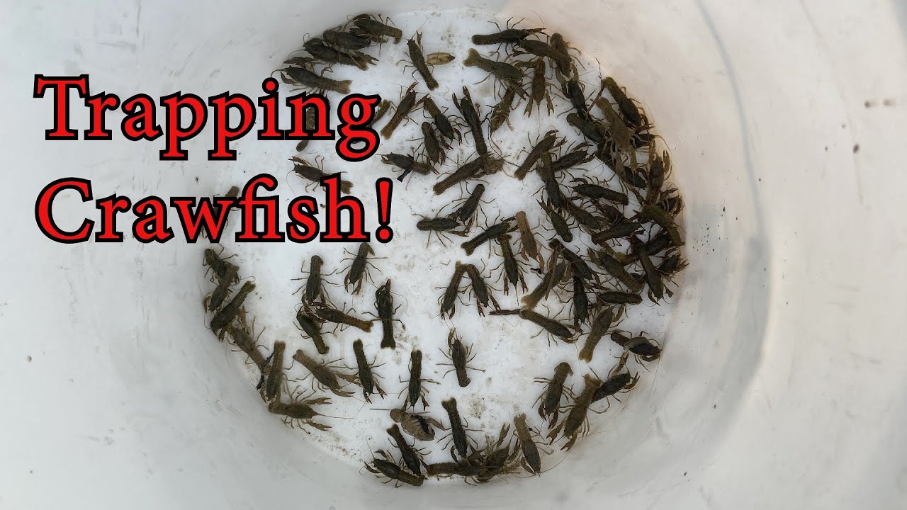 TRAPPING Crawfish at my property for the FIRST TIME!! - Building My ...