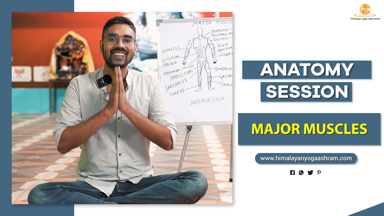 Yoga Anatomy Class | Major Muscles of Skeleton System | Himalayan Yoga ...
