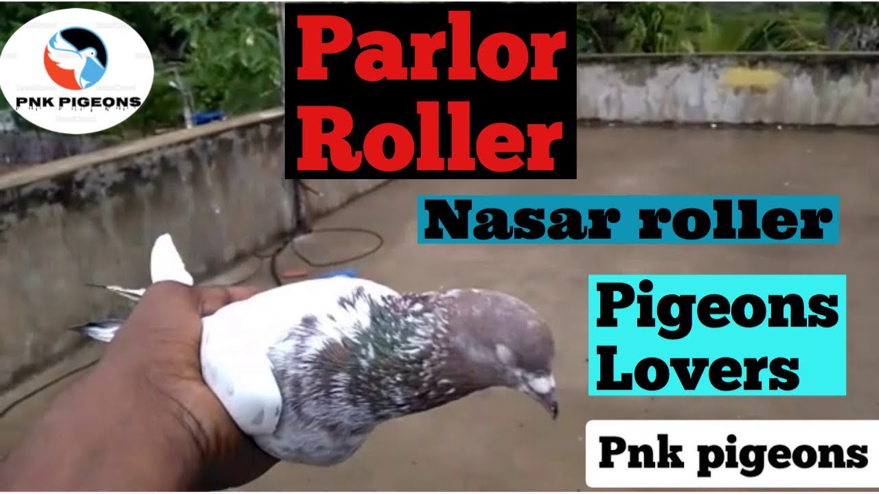Parlor Roller | Roller Pigeons | India Roller | - YouTube