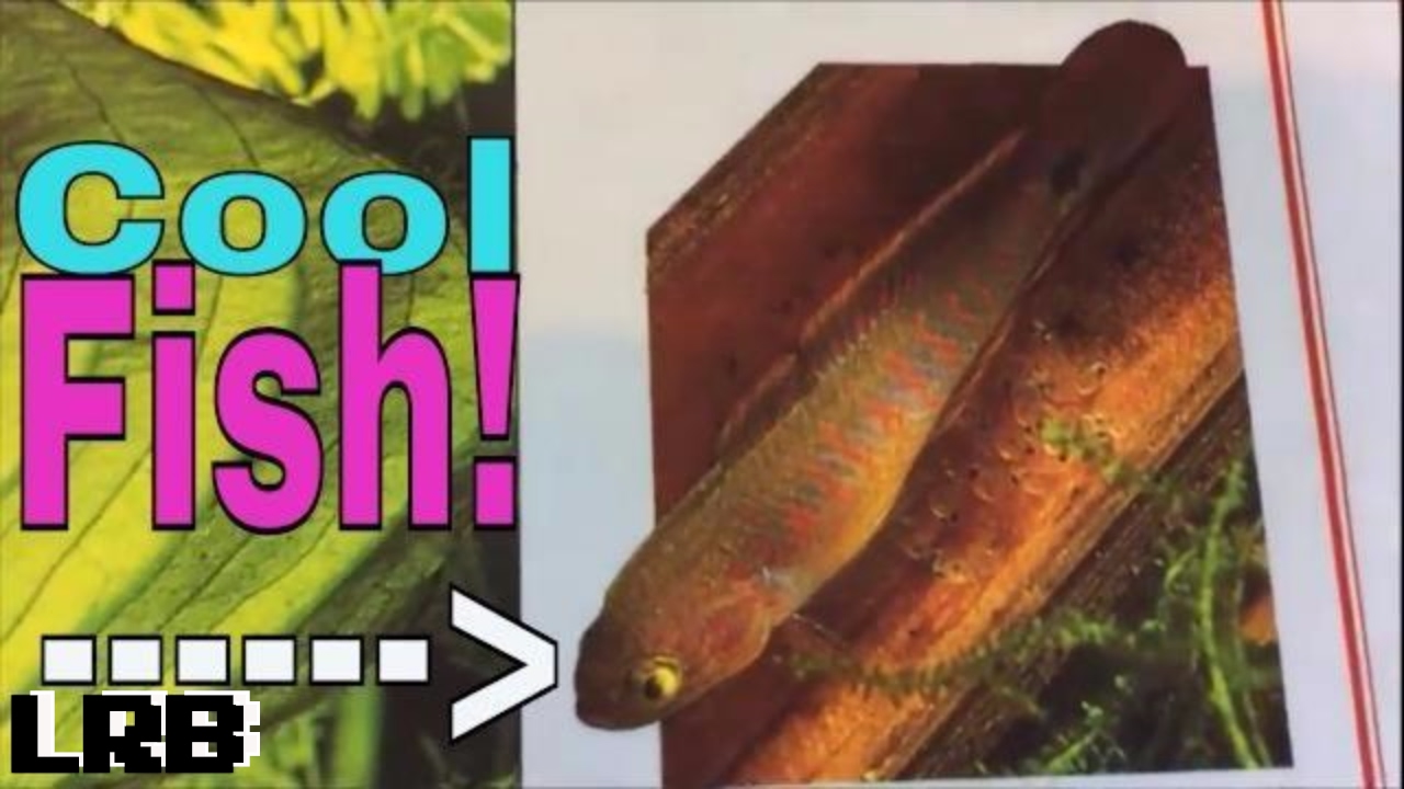 🔴 Breeding Peacock Gudgeon Gobies How to for Aquarium Fish Keeping ...